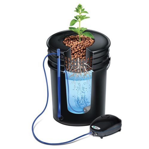 Deep Water Culture Hydroponics 101 - Planet Organics