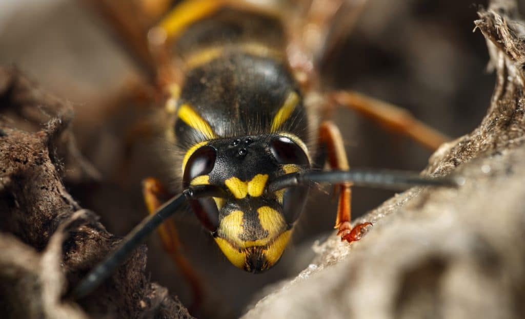 Types Of Wasps | 8 Most Common Wasp Types In Your Garden - Planet Organics