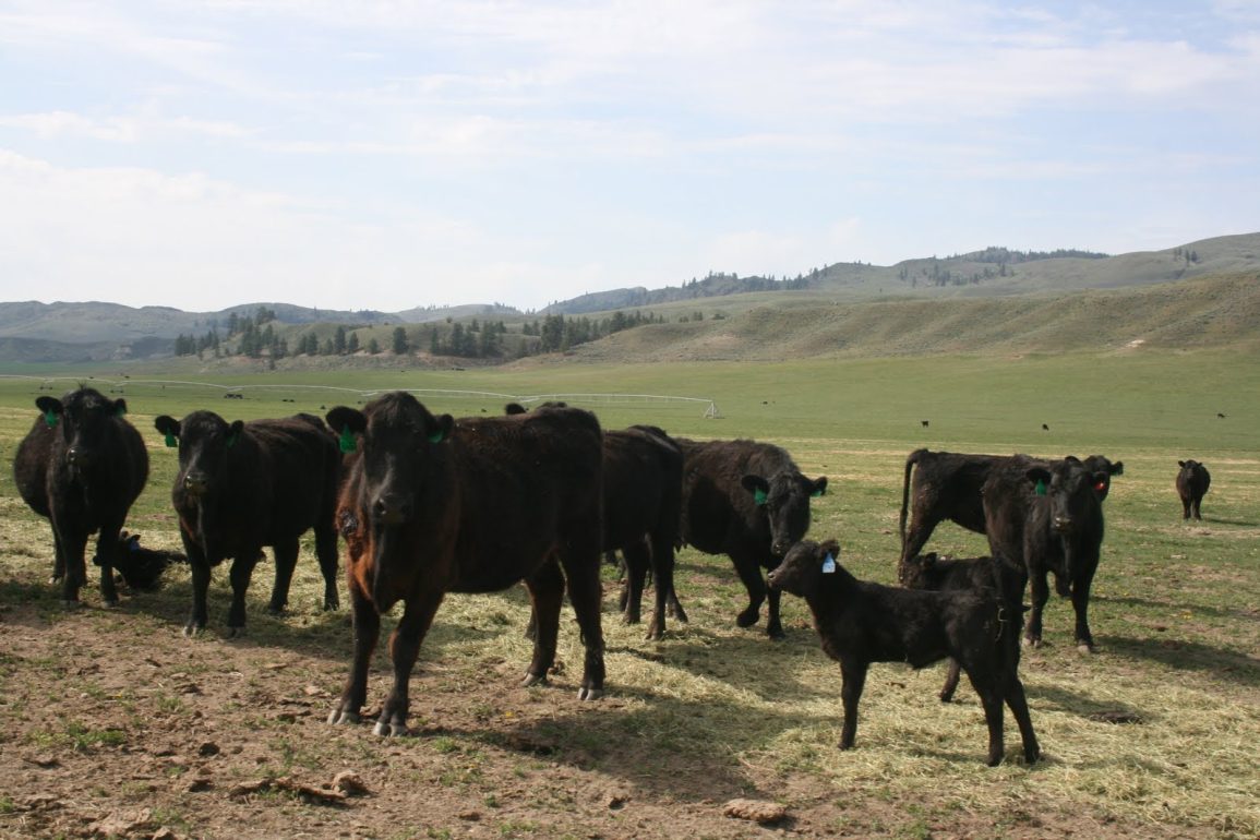 Snake River Farms - Planet Organics