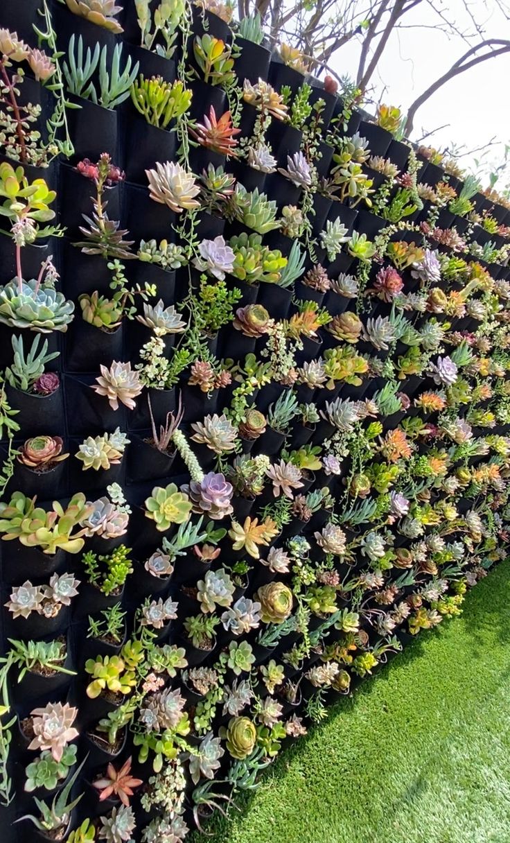 Plant Wall Guide: How To Create Your Own Living Walls - Planet Organics