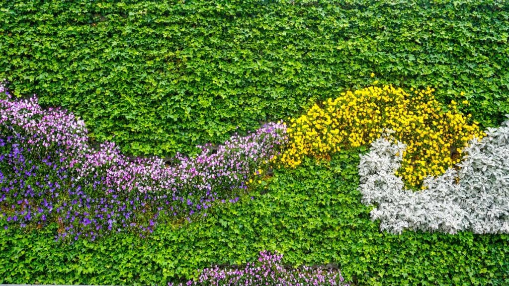 Plant Wall Guide: How To Create Your Own Living Walls - Planet Organics